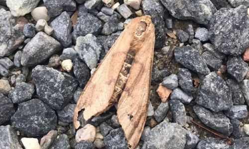 Grande quantidade de insetos mortos assusta e deixa vias com mau cheiro ...